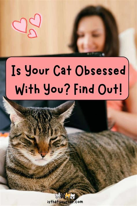 Is Your Cat Obsessed With You