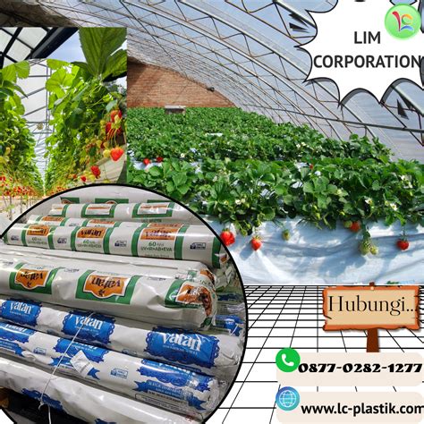 Budidaya Stroberi Dalam Greenhouse Lc Plastik