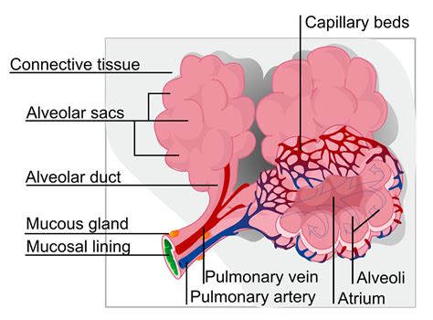 What Causes Oxygen Deprivation Of The Blood DIC And Then Lungs SARS