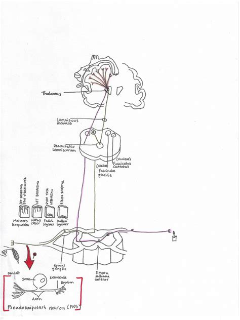Ascending Somatosensory Pathway Pdf