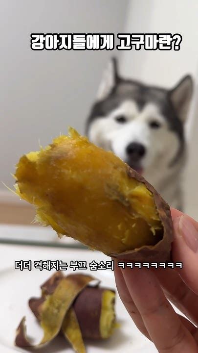 강아지들에게 고구마란 Feat 참을수 없는 유혹 Youtube