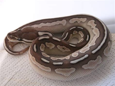 Morph List World Of Ball Pythons