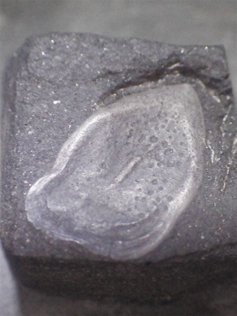 Mystery Scales Fossil Id The Fossil Forum