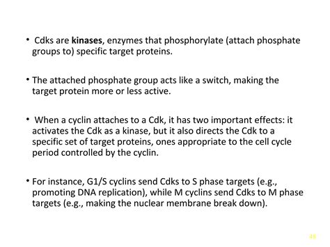 Cell Cycle Its Regulation And Checkpoints Ppt