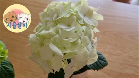 봄맞이 꽃심기 크로커스와 수국으로 정원 새단장 하기 Youtube