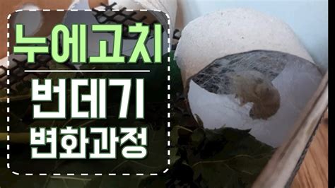 누에고치 번데기 변화 과정 Youtube