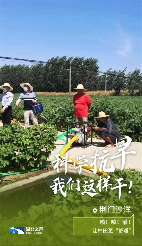 湖北之声报道：科学抗旱，我们这样干！ 湖北省农业农村厅
