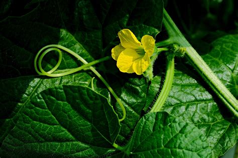 10월 10일의 탄생화 멜론melon 365일의 모든 것