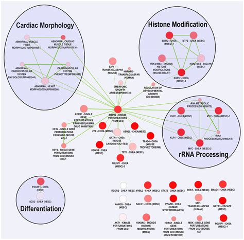 Functional Clusters Of Gene Sets Enriched With Genes In Ea Download Scientific Diagram