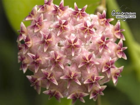 Hoya Erythrostemma Big Pink Flowers Currlin Orchideen