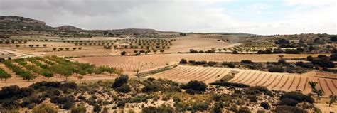 Bodegas Piqueras - Wine & Co.
