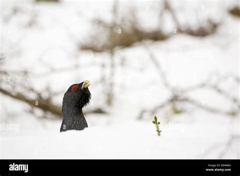 A Capercaillie In The Forest Sweden Stock Photo Alamy