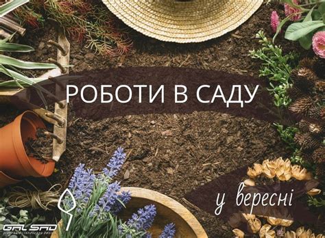 Садовий центр ГалСад У вересні приступають до ділення і посадки на заздалегідь приготовлені