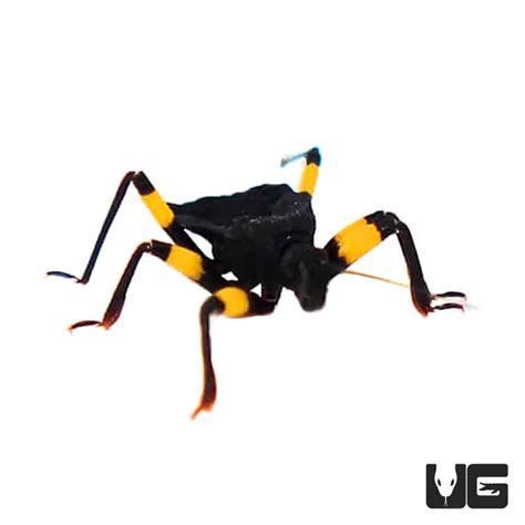 White Spotted Assassin Bug Underground Reptiles