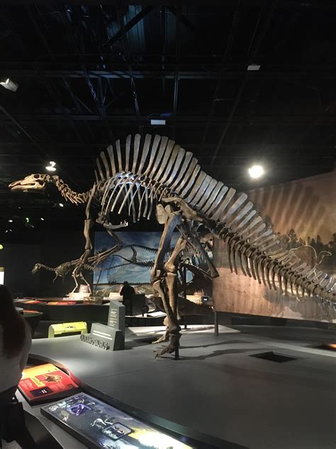 Ouranosaurus Skeleton