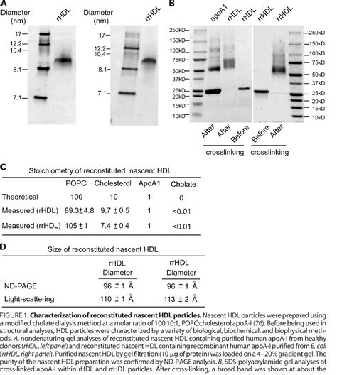 Figure 1 From Double Superhelix Model Of High Density Lipoprotein Semantic Scholar