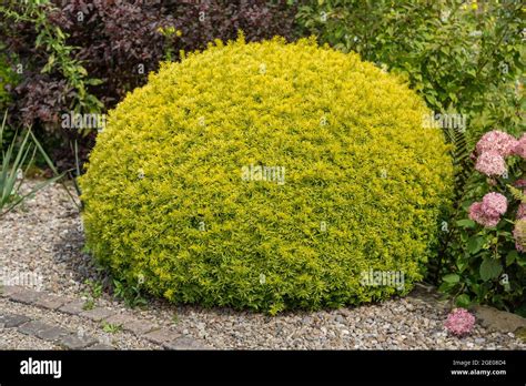 English Yew Topiary Ball Taxus Baccata Best4hedging 51 Off