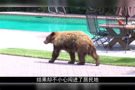 狐狸想蹭饭结果被狗獾按在地上摩擦獾哥我只想帮你洗个盘子 摩擦 狗獾 结果