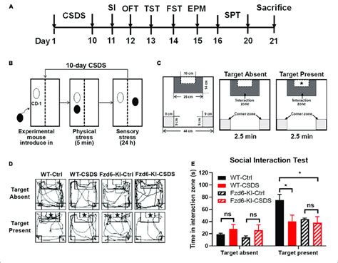 Construction Of 10 Day Csds Depressive Model In Fzd6 Knockin Download Scientific Diagram