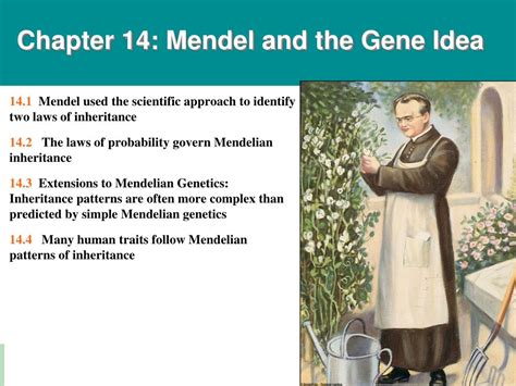 PPT Chapter 14 Mendel And The Gene Idea PowerPoint Presentation
