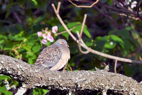 キジバト 2019 08 18 日本の野鳥識別図鑑