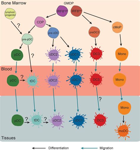 Human Dendritic Cell Subsets An Updated View Of Their Ontogeny And Functional Specialization Pmc