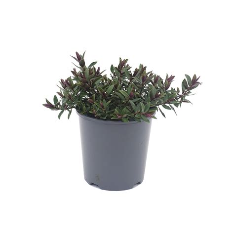 150mm Hebe Hybrid Hebe Spp Bunnings Australia