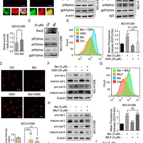 Ber Impairs Lysosomal Acidification In Lung Carcinoma Cells A B Ber