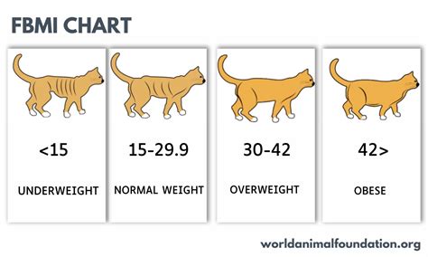 Cat Bmi Calculator Monitor Your Cats Health And Wellbeing