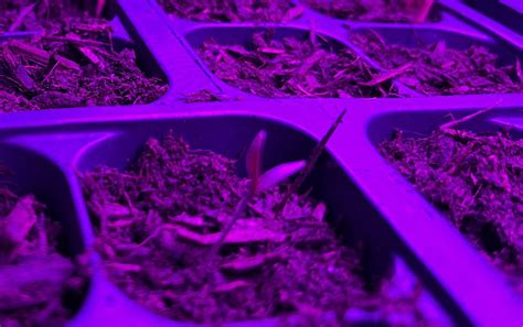 Help Tomato Seedlings Are Wilting Away After Only A Few Weeks They