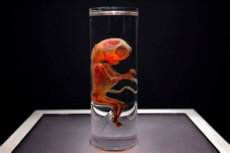 First Lab Grown Human At Garry Richmond Blog