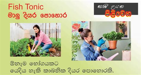 Fish Tonic මාලු දියර පොහොර Krushi Uyana කෘෂි උයන