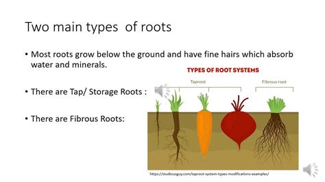 Storage Roots Plants