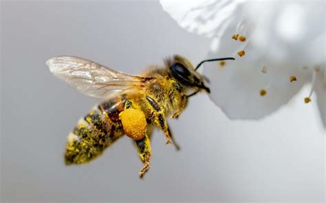 Comment le déclin des abeilles met en péril les cultures agricoles