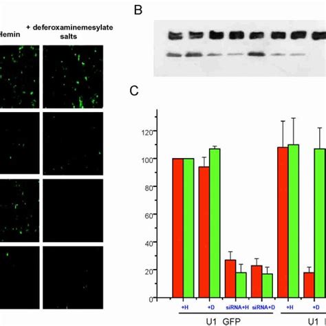 Iron Response Element Ire And Irp Regulate Translation In Hek293