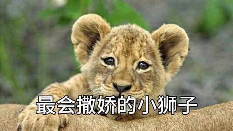 狮子卖萌星座大山谷图库