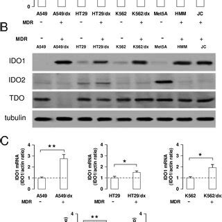 Effects of IFN γ on kynurenine synthesis and IDO1 expression in