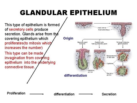 Glandular Epithelium This Type Of Epithelium Is Formed