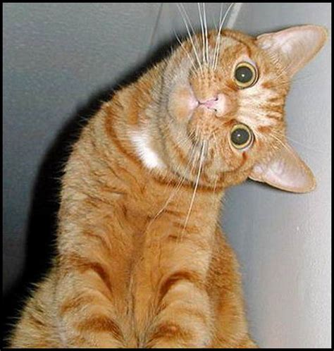 Funny Pictures Funny Cat Photos Scraps For Orkut