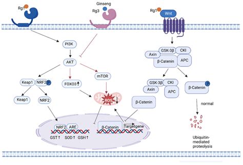 Pathway Of Ginseng Active Ingredients Reducing Endogenous Dna Damage