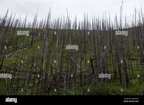 Pine Trees Killed By Bark Beetles In Jasper National Park Alberta