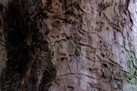 A Dry Fat Free Tree Eaten By A Bark Beetle A Sick Tree Without Bark