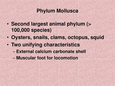 Ppt Phylum Mollusca Powerpoint Presentation Free Download Id216709