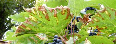 Shoushouko Androulas Kitchen Cyprus On A Plate