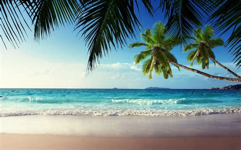 Green Palm Trees Beach Sand Palm Trees Tropical Hd Wallpaper Wallpaper