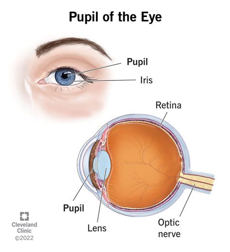 Pupilla Dell Occhio Definizione Anatomia E Funzione Sfomc