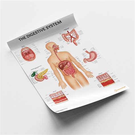 Digestive System Anatomy Poster Anatomical Digestion Chart Anatomystuff