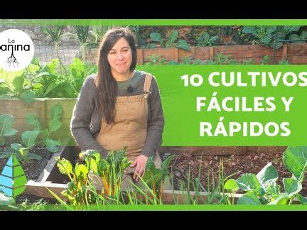 Guía completa de cultivos para tu huerto en casa descubre qué puedes