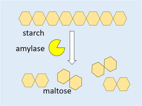 Enzymes And Digestion Lesson Gcse Biology Teaching Resources