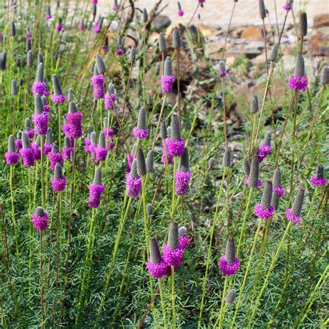 Bulk Prairie Clover Bulk Wildflowers